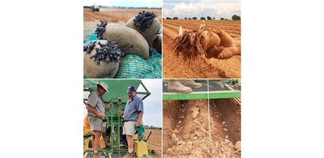 First Potato Dynamics Fpd Potatopro