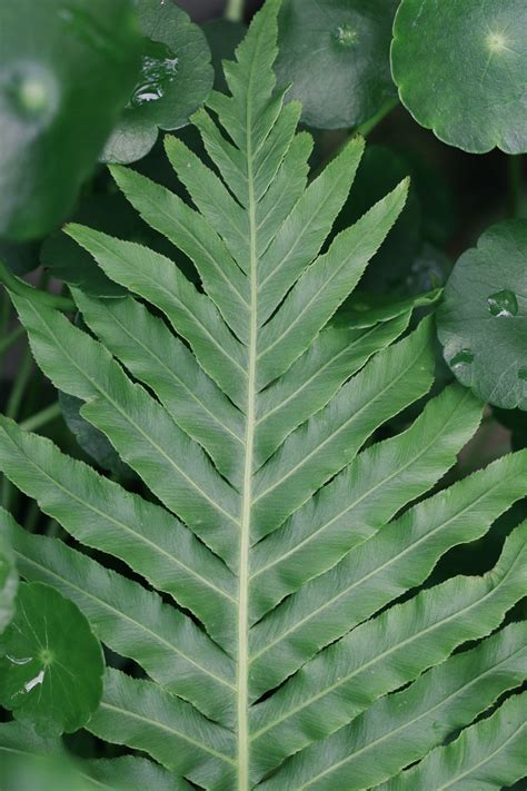 对称 叶子 蕨类植物 Pixabay上的免费照片 Pixabay