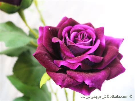 شاخه گل رز مخملی گل فروشی گل کالا