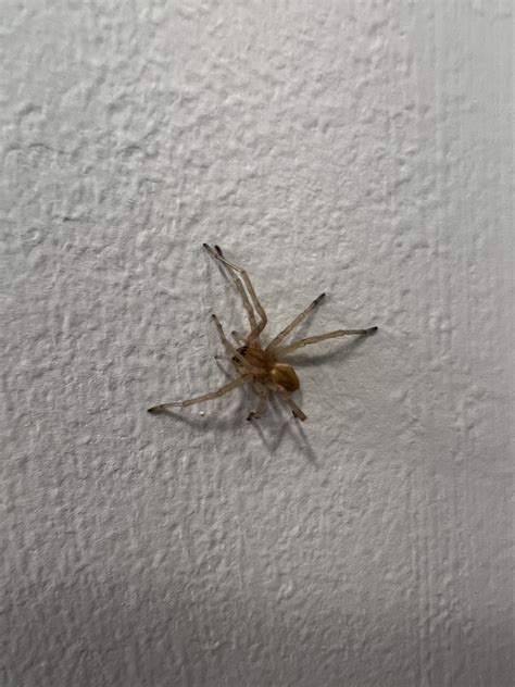 Friend Or Foe R Whatsthisbug