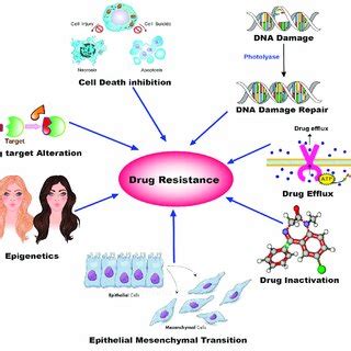 Various Techniques Employed By Human Cancer Cells For Direct Or