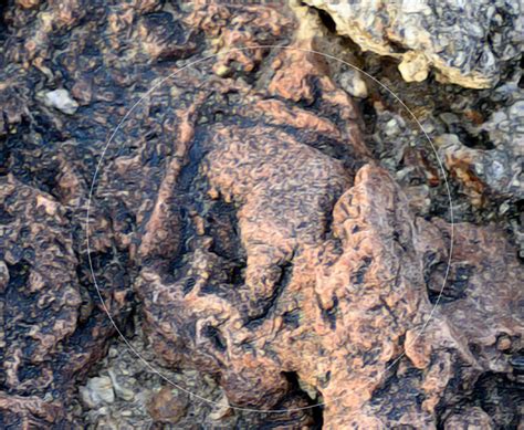 Coral Fossils In Metamorphic Rock Fossil Id The Fossil Forum