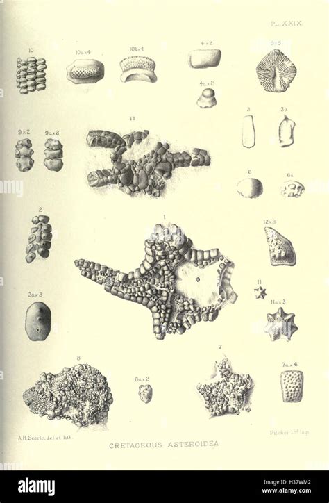 Monograph On The British Fossil Echinodermata From The Cretaceous
