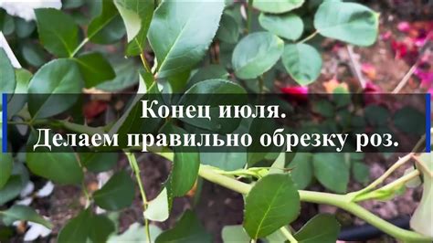 Конец июля. Делаем правильно обрезку роз. Питомник растений Е. Иващенко ...