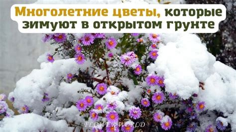 Многолетние цветы, которые зимуют в открытом грунте.🧐💐 | FlowerWorld | Дзен