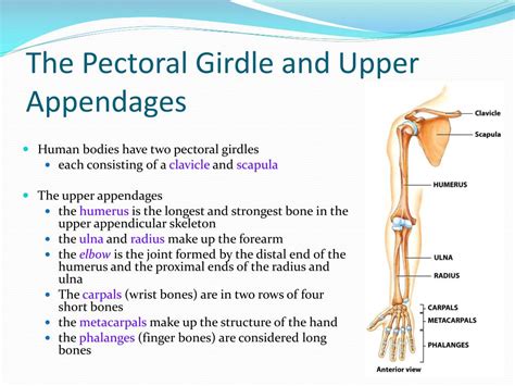 Ppt Skeletal System Powerpoint Presentation Free Download Id3112109