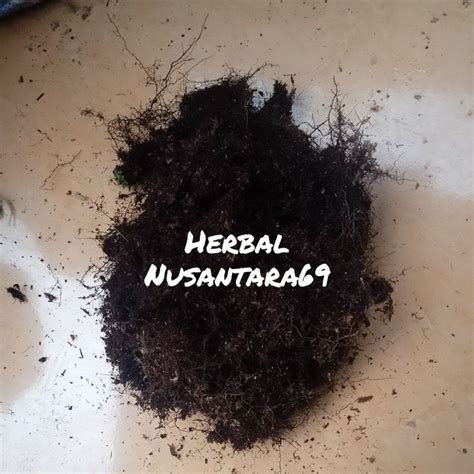 Jual Akar Kadaka Moss Hitam Media Tanam Anggrek 1kg Indonesia Shopee