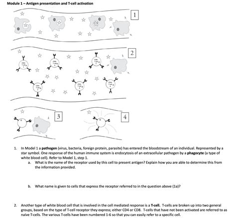 Solved In Model 1 ﻿a Pathogen Virus ﻿bacteria Foreign