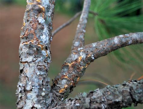 White Pine Rust Disease Quotes Trending