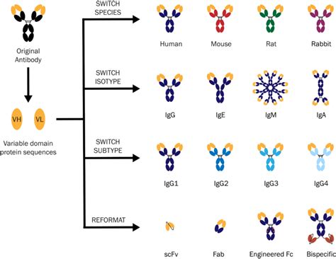 Recombinant Antibody