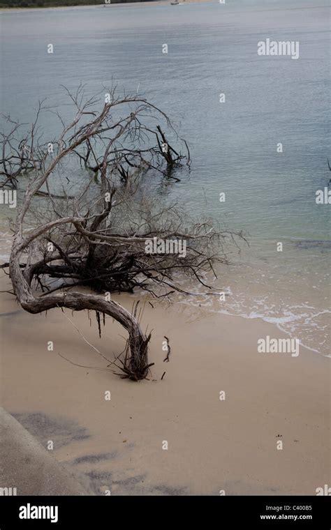 Fallen Tree In The Water At Noosa Stock Photo Alamy