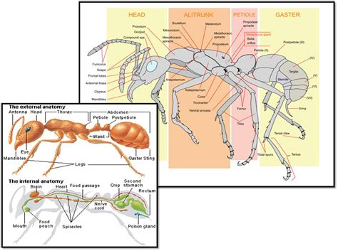 Ants Introdução Formigas Ants