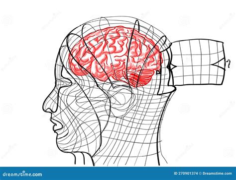 Brain Inside Stock Vector Illustration Of Vector Isolated 270901374