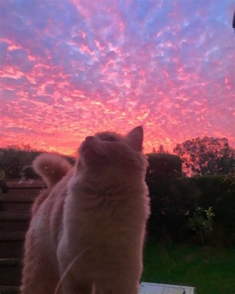 Download Cute Cat Aesthetic Pastel Sky Wallpaper