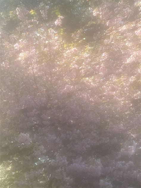 Flowers Aesthetic Cutecore Pink In 2024 Light Pink Flowers