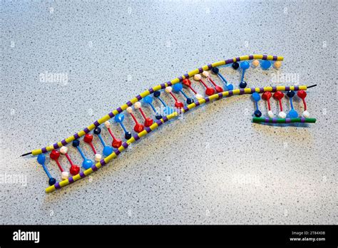 Plastic Model Of A DNA String Stock Photo Alamy