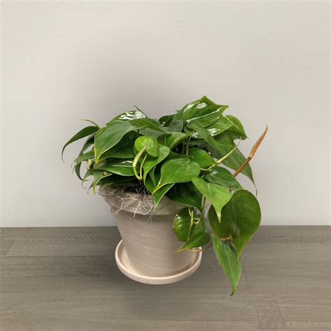 Philodendron Nunan Florist And Greenhouses