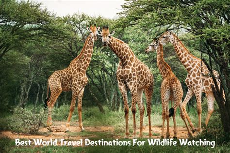 15 Best World Travel Destinations For Wildlife Watching Holiday Parrots
