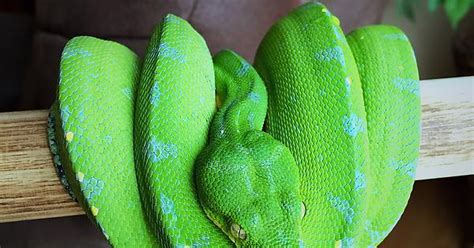 Sorong Green Tree Python Imgur