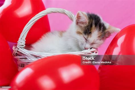 발렌타인 데이 컨셉 모든 연인을위한 휴일 귀여운 삼색 새끼 고양이가 하트 모양의 풍선 옆에 있는 고리버들 흰색 바구니에 누워