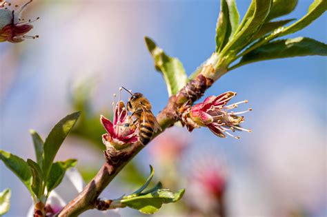 Bee Crop Pollination