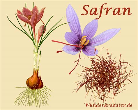 Safran Kostbares Gewürz Und Alte Heilpflanze