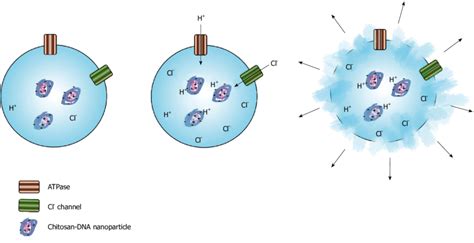 Proton Sponge Effect Conceptual Image Of How Chitosan Dna