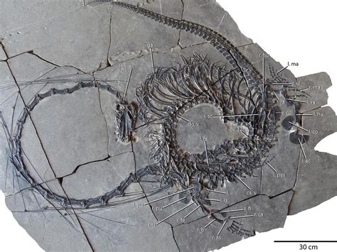 Scientists Unveil Stunning 240 Million Year Old ‘chinese Dragon Fossil