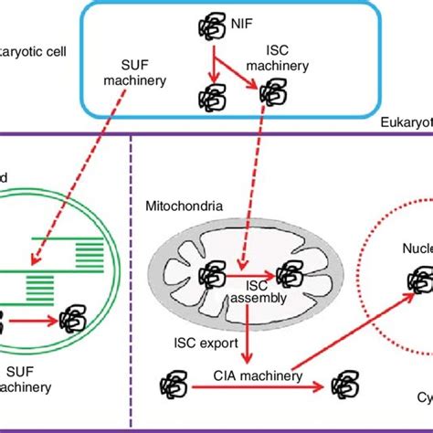 1 Core Fe S Cluster Synthesis Components In Bacteria Yeast