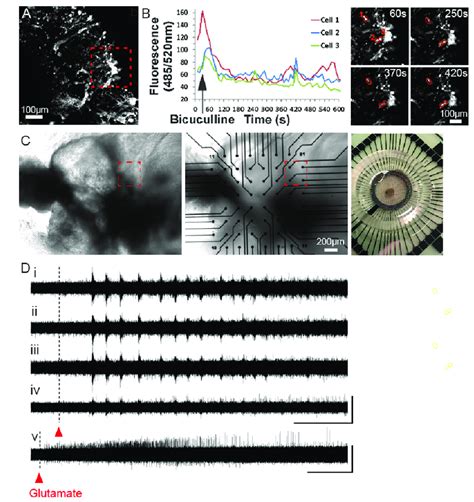 Neuronal Network Function Of Brain Organoids A Cells Labelled With