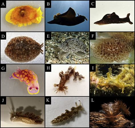 Ael Sea Slugs From The Cretan Archipelago Greece A Tylodina