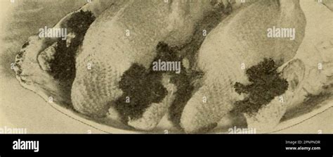 American Squab Culture A Practical Work On Squab Culture Covering Every Phase Of The Raising