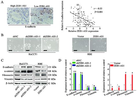 Zeb1 As1 Induces Emt In Ihcc A Spearmans Correlation Analysis Of