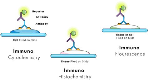 Ihc Vs If Creative Bioarray