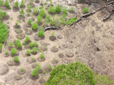 Abin Atua Na Reintegração De Posse Da Terra Indígena Alto Rio Guamá