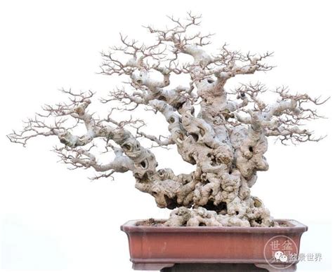 Multi Trunk Bonsai Tree In A Clay Pot