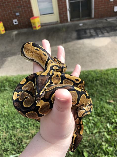 I Was Trying For A Tongue Flic Pic Ball Pythons Morphmarket Reptile