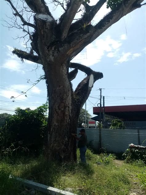 El árbol Corotú Un Gigante De La Selva Con Múltiples Beneficios Guía De Arbolado
