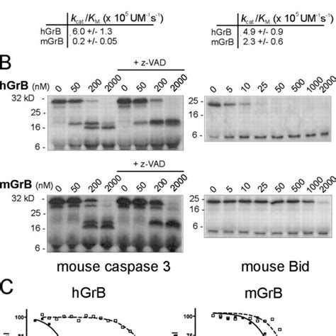 Mgrb And Hgrb Have Distinct Substrate Profiles And Cytotoxic