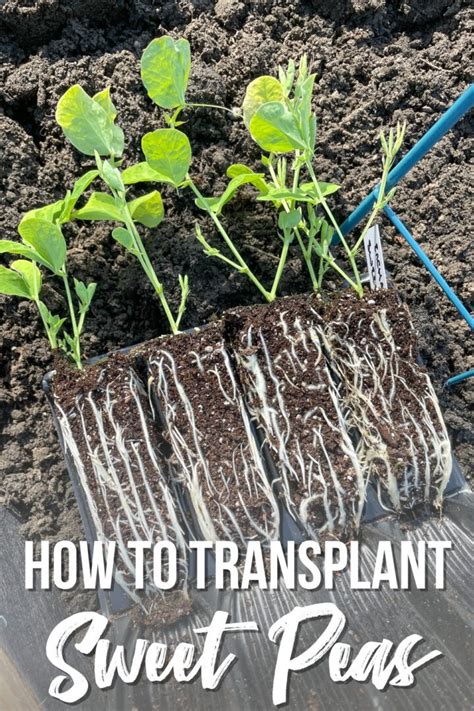 How To Transplant Sweet Peas Into The Garden Growhappierplants