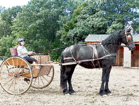 Carriage Driving Photograph By David Syers Fine Art America