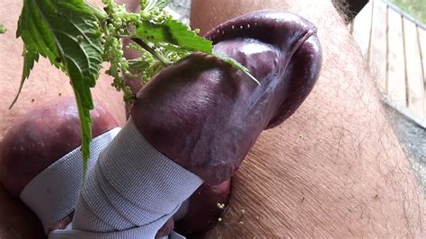 Bdsm Tortur Penis With Stinging Nettles Xhamster