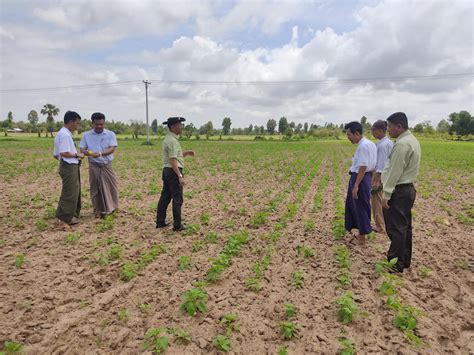 ဆင်ပေါင်ဝဲမြို့နယ်၌ မိုးရာသီသီးနှံစိုက်ပျိုးဖြစ်ထွန်းနေမှု အခြေအနေများအား ကွင်းဆင်းကြည့်ရှု