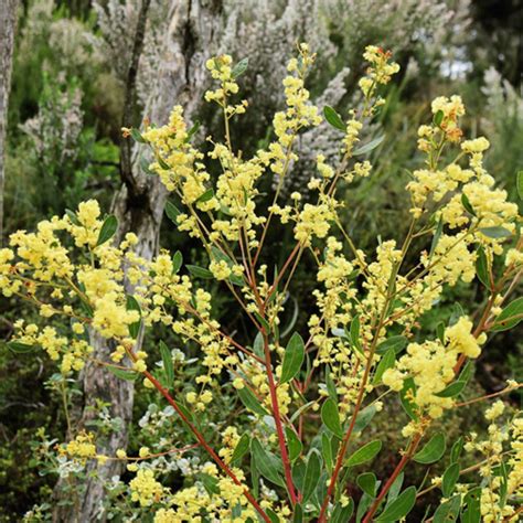 Myrtle Wattle Acacia Myrtifolia Bridgewater Bay 140mm