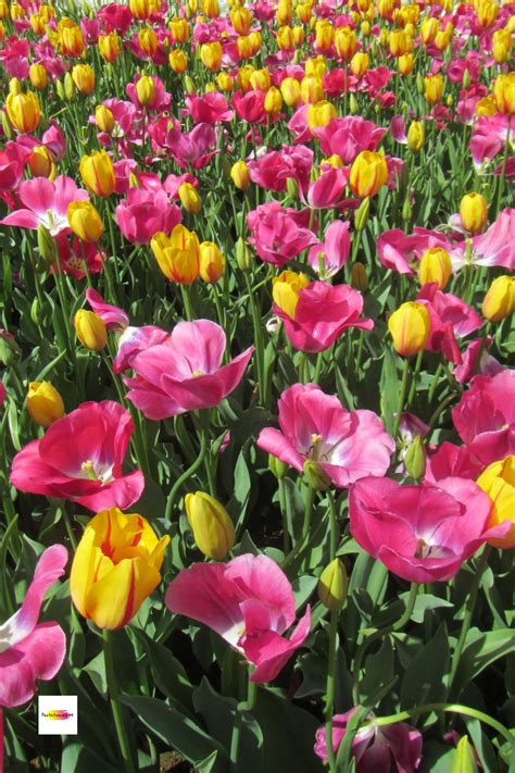 Great Tips For Visiting Araluen Botanic Park In Spring 2022 Botanic