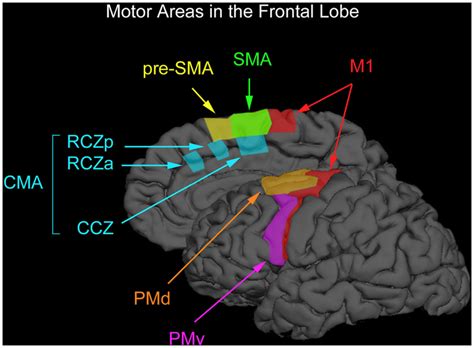 Motor Areas In The Frontal Lobe The Premotor Cortex Consists Of The Download Scientific
