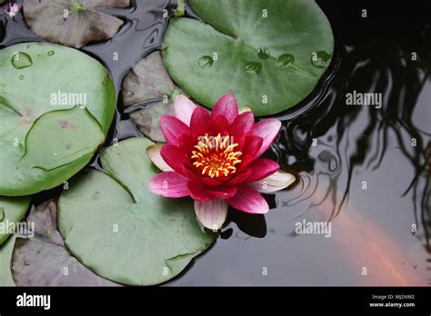 A Pink Water Lily Surrounded By Lily Pads Sprinkled With Rain In A Koi