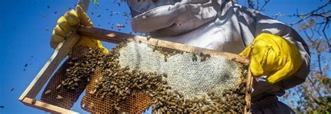 Senar lança curso sobre captura de abelhas sem ferrão Confederação da Agricultura e Pecuária