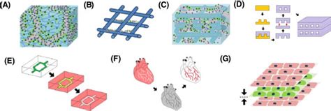 Overview Of Tissue Engineering Constructs Endothelial Cells