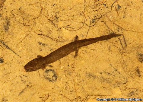 Northern Spring Salamander Gyrinophilus Porphyriticus Porphyriticus